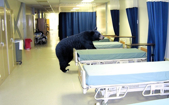 Hospital Pilots Pet Therapy with Black Bears, Grizzlies | GomerBlog
