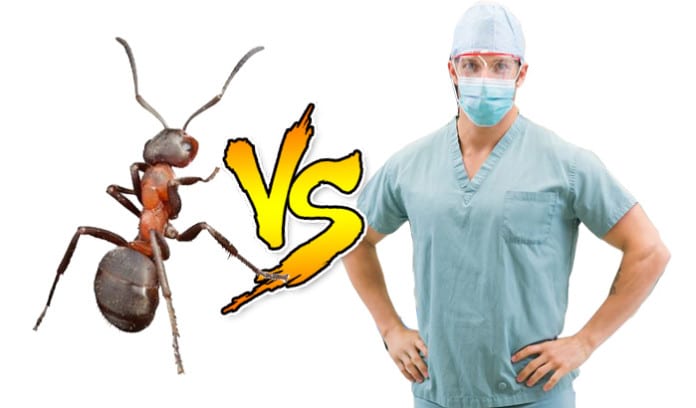 The Difference Between Arthropods & Orthopods | GomerBlog